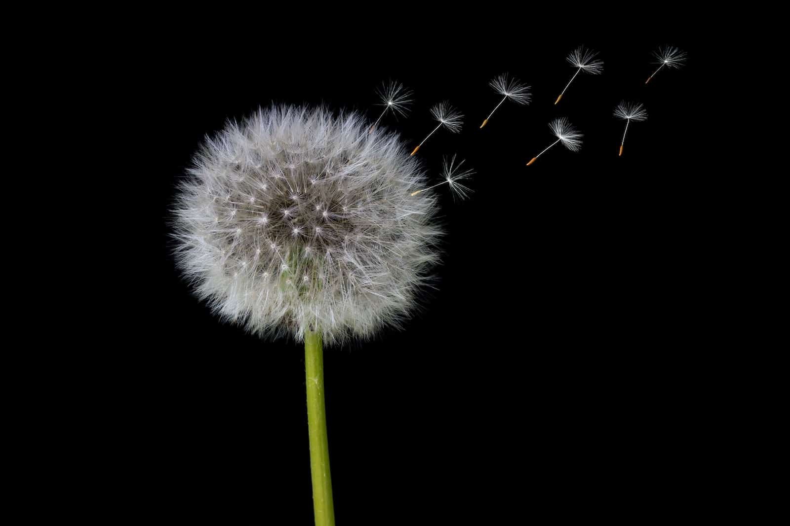 Can You Eat Dandelions? - The Food Safety Dad
